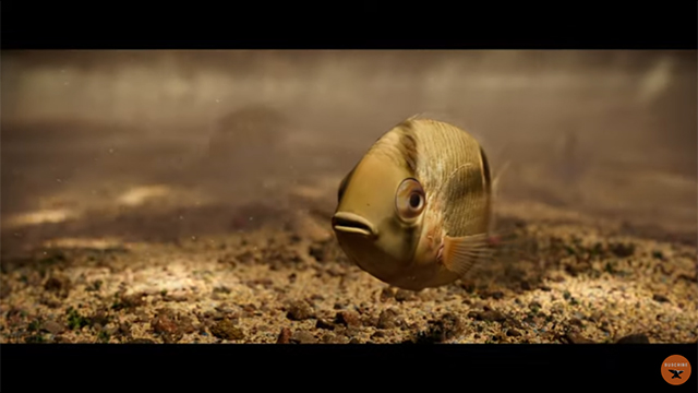 仲間はずれになった小さな魚の冒険。ArtFX より、CGショート『MARONII』＆メイキング映像 | 3dtotal 日本語オフィシャルサイト